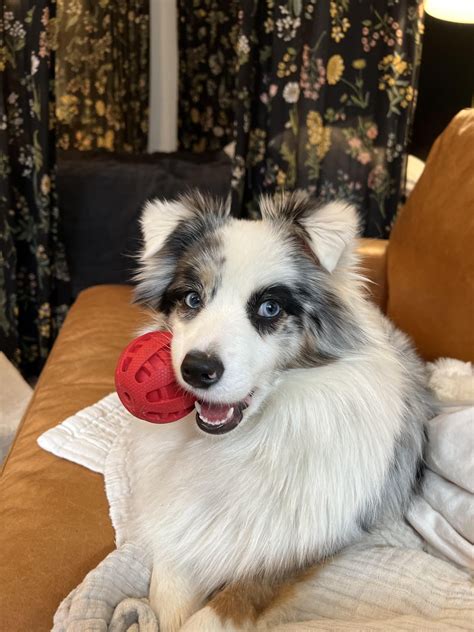 Constantly Trying To Make Fetch Happen Rwigglebutts