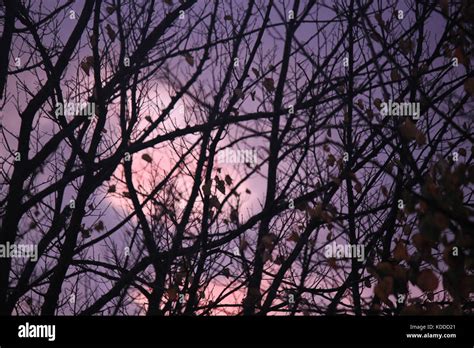 Tree Branches At Sunset Stock Photo Alamy
