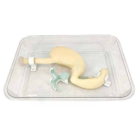 Gastroscopic Surgery Training Model Ercp Training Model Upgrade Ercp