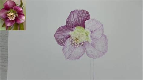 라이브 크리스마스 로즈” 색연필 채색🎄 Youtube