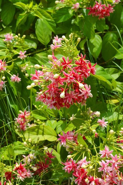 Quisqualis Indica Flowers Stock Image Image Of Colours 97665593