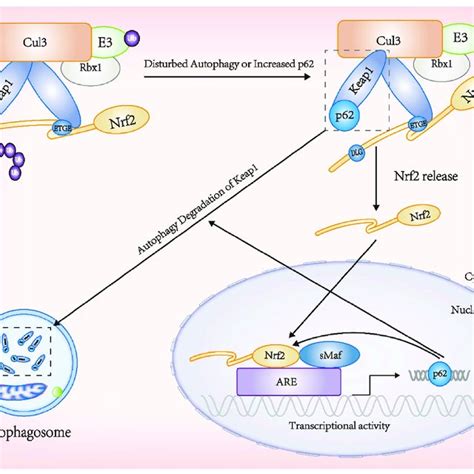 Crosstalk Between Nrf2 And Autophagy Download Scientific Diagram