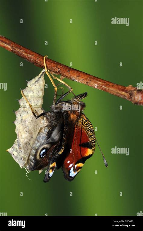 European Peacocks Other Animals Insects Butterflies Animals Peacock