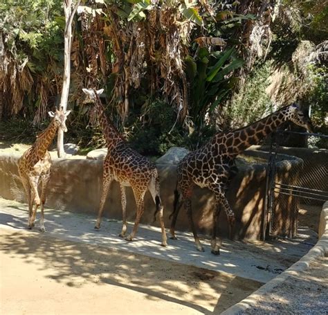 Los Angeles Zoo And Botanical Gardens Nature And Wildlife In La
