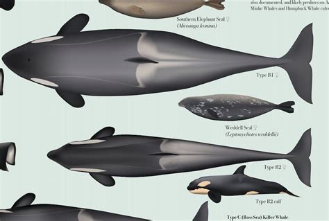 The Killer Whale Orcinus Orca In Antarctic Waters Art Print Poster Etsy