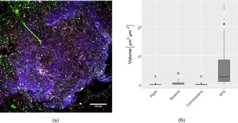 Floc Analysis Via Clsm With A A Representative Iron Organo Floc