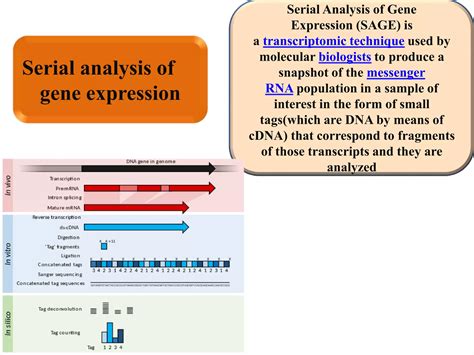 Genomics Functional Genomics Pptx