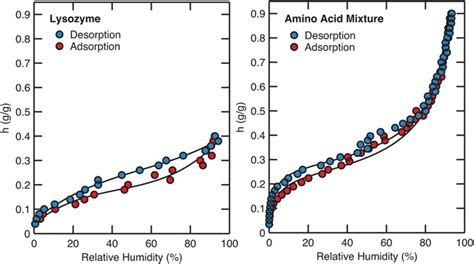 Effects Of Disulfide Bridges And Backbone Connectivity On Water