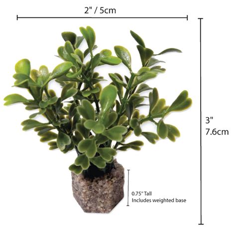 Small Button Leaf Aquarium Plant Dark Green Leaf 6 Pack With Stone