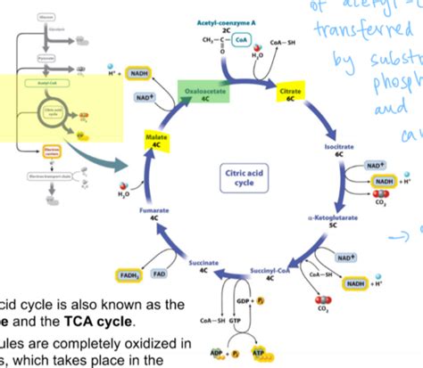 Bioa01 Term Test 2 Cheat Sheet Flashcards Quizlet