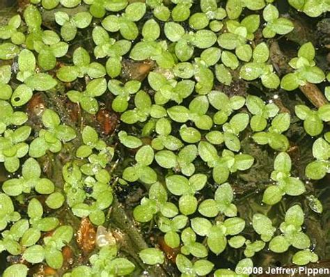 Lemna Duckweed
