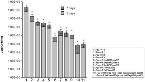 In Planta Survival Of Pseudomonas Syringae Pv Actinidiae Strains In Download Scientific