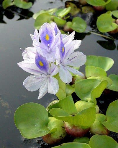 Эйхорния отличная, или водяной гиацинт. | Живая природа | Фотострана ...