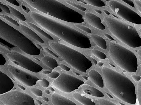 Structure Under The Microscope