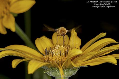 Minnesota Seasons Grasshopper Bee Fly