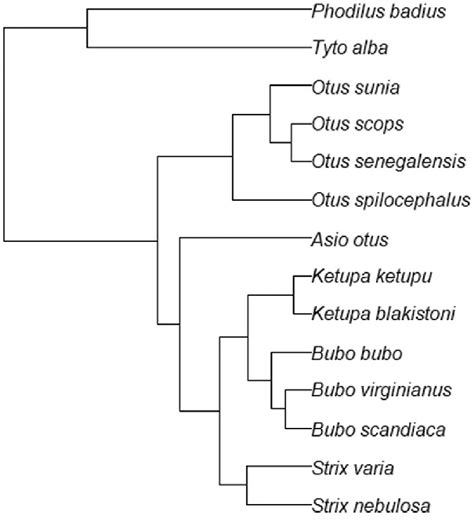 Consensus Phylogenetic Tree Of 13 Of The 15 Owl Species Used In This