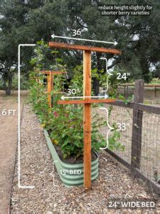 DIY Berry Trellis How To Build A Wire Raspberry Or Blackberry Trellis Video Homestead And Chill