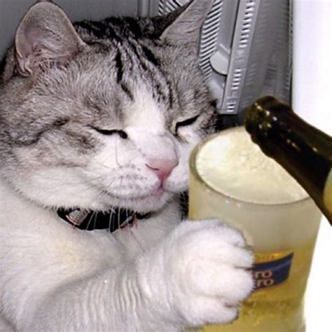 고양이 프사 Youtube