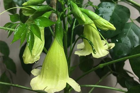 幸福樹會開花嗎開花有什麼預兆 養花網