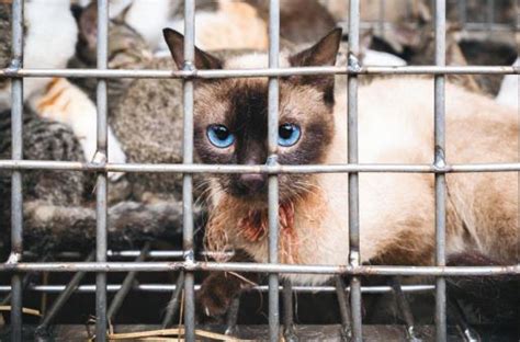 တိုင်းရင်းဆေးအတွက် ရည်ရွယ်ထားတဲ့ ကြောင်အသေ အကောင်ရေ ၂ဝဝဝ လောက်ကို ဗီယက်နမ်ရဲတပ်ဖွဲ့က ရှာဖွေ တွေ့ရှိ