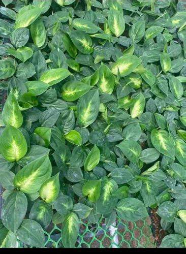 Diffen Plants At ₹ 10piece In Pune Id 2851015319391