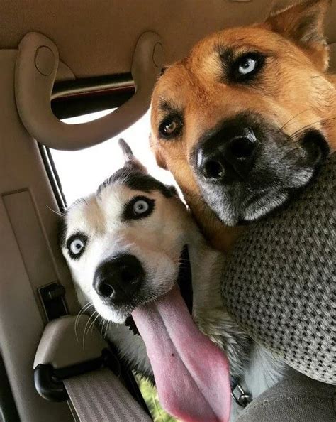 Самые смешные фото собак смех до слез 25 10 2025