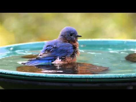 Proven Ways To Attract Bluebirds Bird Watching Hq