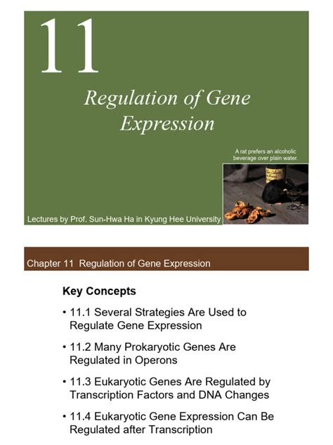 20 2 Biology Lecture 10 Ch11 Regulation Of Gene Expression Pdf Operon Regulation Of