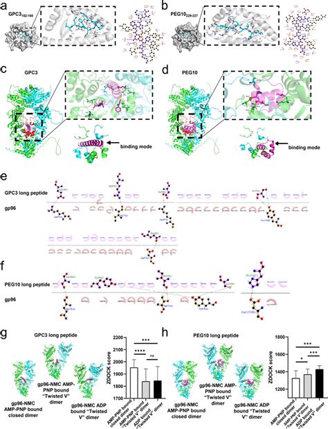 Binding Modes Of Gpc3 And Peg10 Derived Epitopehla A2 Complexes And Download Scientific