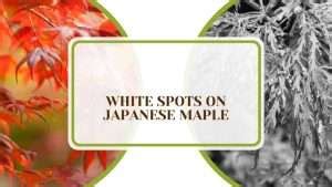 White Spots On Japanese Maple Whats Causing And Fixes Them Plant America