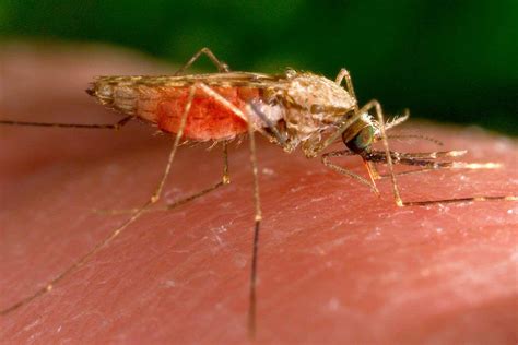 Malaria Mosquitoes Are Being Genetically Modified So They Cant Spread