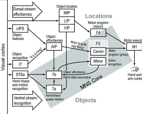 7 The Mirror Neuron System Mns Model Oztop And Arbib 2002 Focuses Download Scientific