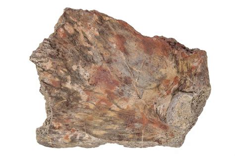 1 9 Permian Eryops Fossil Scapula Bone Texas 218719 For Sale