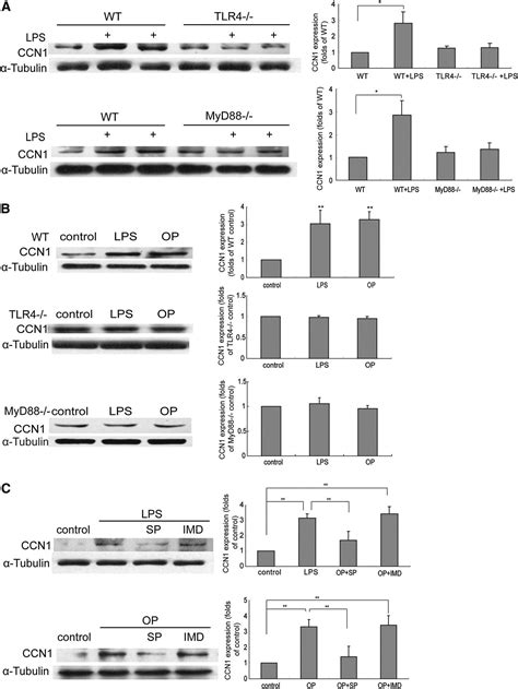 Ccn1 Expression In Hepatocytes Contributes To Macrophage Infiltration