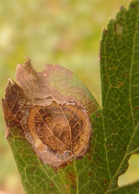 Pear Leaf Blister Moth Naturespot