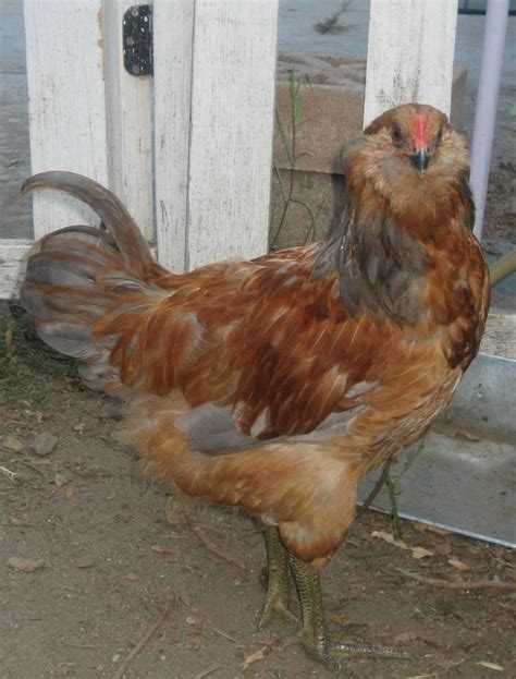 Easter Egger Young Rooster