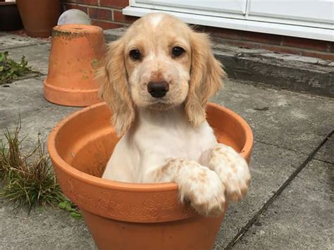 A Rainbow Of Possibilities Exploring Cocker Spaniel Colours