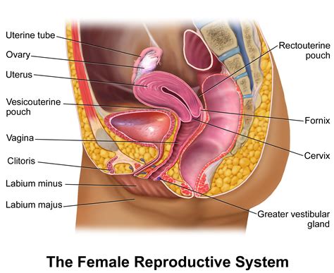 222 Introduction To The Reproductive System Biology Libretexts