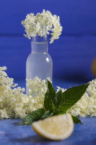 레모네이드 장로 건강하고 상쾌한 여름 음료 장로 꽃병으로 수제 엘더플라워 시럽을 가까이 엘더플라워 시럽 민트 라임과 함께 여름 음료 휴고 샴페인 음료 0명에 대한 스톡 사진