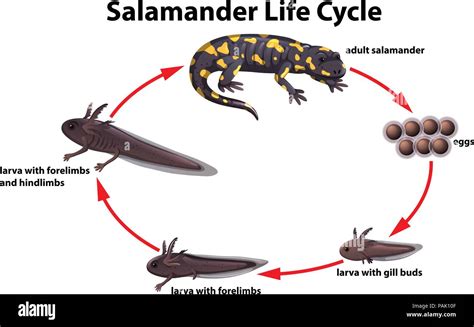 Salamder