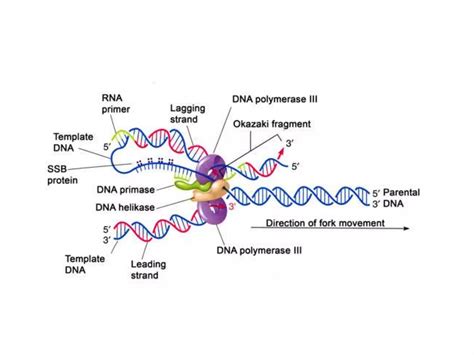 DNA Replication Pptx