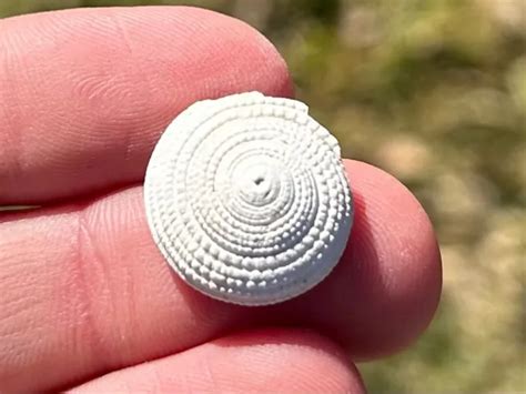 Florida Fossil Gastropod Heliacus Nuperus Pleistocene Bell Glade