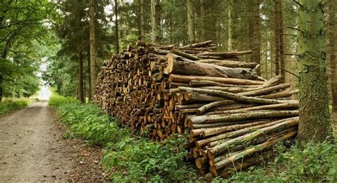 Coal And Coke Testing Service At ₹ 900sample In Ahmedabad Id