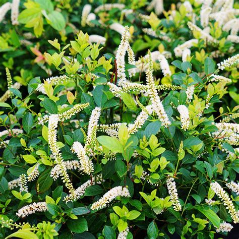 Scentlandia® Itea For Sale Online The Tree Center