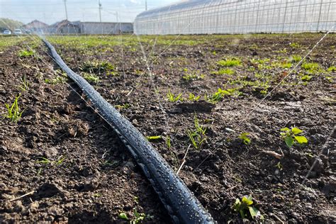 Sumisansui MarkⅢ Soft Spray Type Irrigation Materials Products Sumika Agrotech Co Ltd