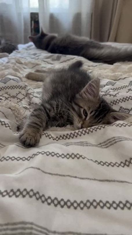 Sound On 🐱 Tumbex