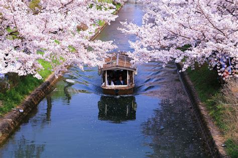 桜と十石船 GANREF