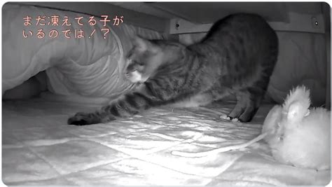 こたつの中でくつろぐなだちゃん おたくま経済新聞