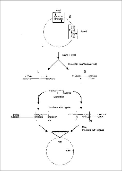 Generation And Use Of Double Initiator Fragments To Produce Tandem