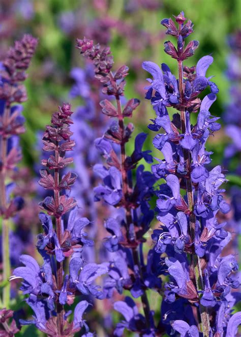 Dark Matter™ Meadow Sage Salvia Nemorosa Dark Matter Monrovia Plant